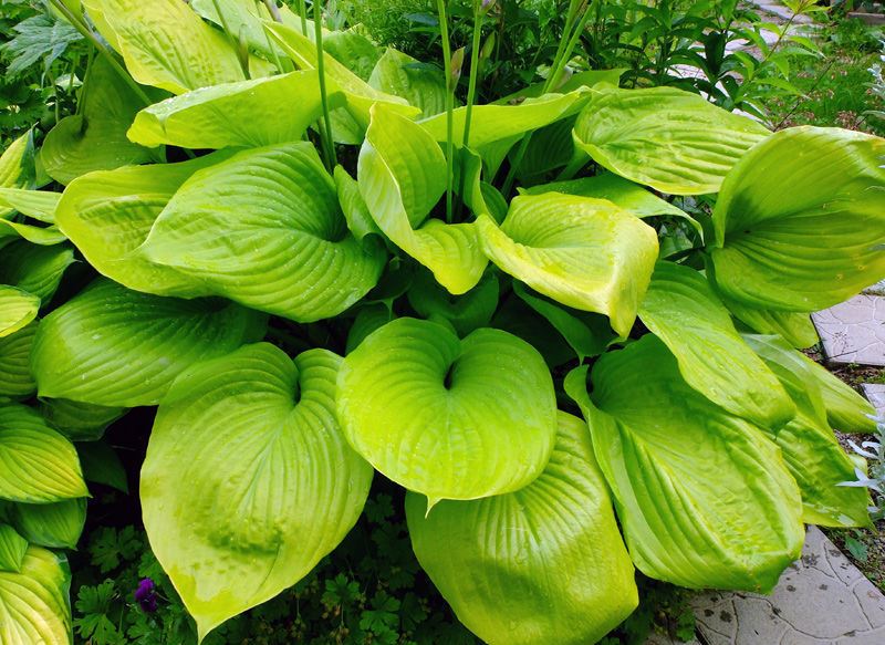 Hostas géants: types et variétés avec descriptions, photos en ...