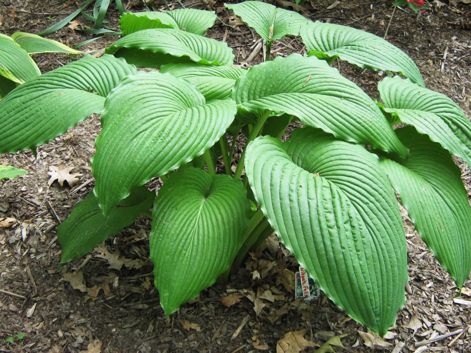 Hostas géants: types et variétés avec descriptions, photos en ...