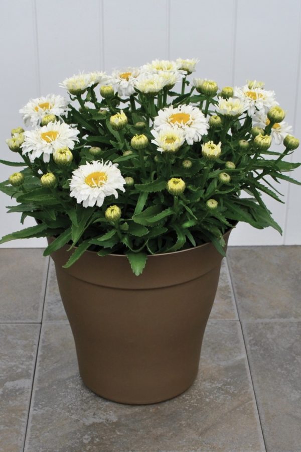 Matricaria: photo of flowers, cultivation, planting in open ground and care