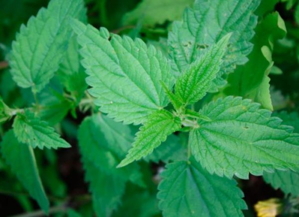 Comment faire pousser des orties à la maison : comment les planter ...