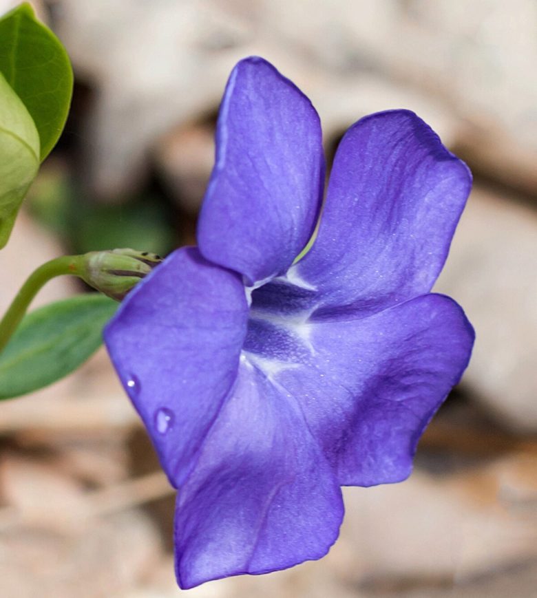 Periwinkle: planting and care in open ground, at home, photo, what it ...
