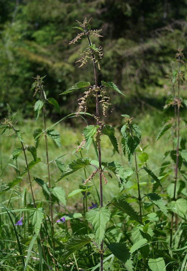Nettle: what it looks like, where it grows, how it blooms, photo ...
