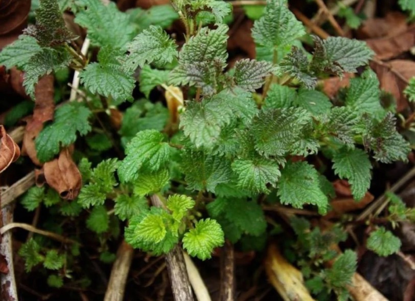 Nettle: what it looks like, where it grows, how it blooms, photo ...