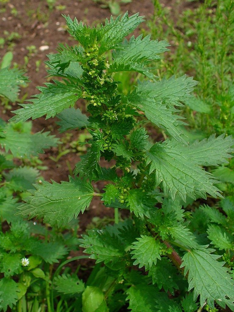 Nettle: what it looks like, where it grows, how it blooms, photo ...