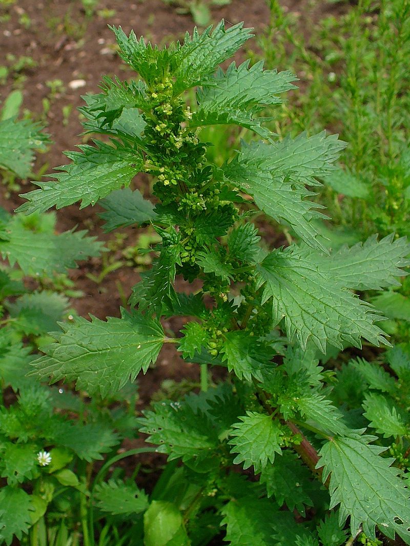 Nettle: what it looks like, where it grows, how it blooms, photo ...