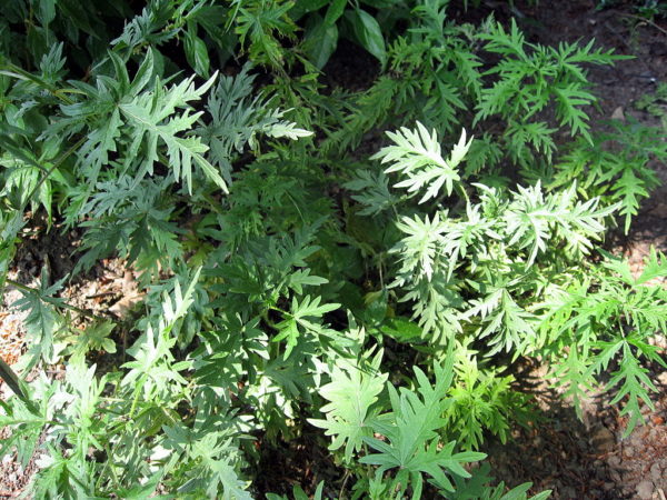 Nettle: what it looks like, where it grows, how it blooms, photo ...