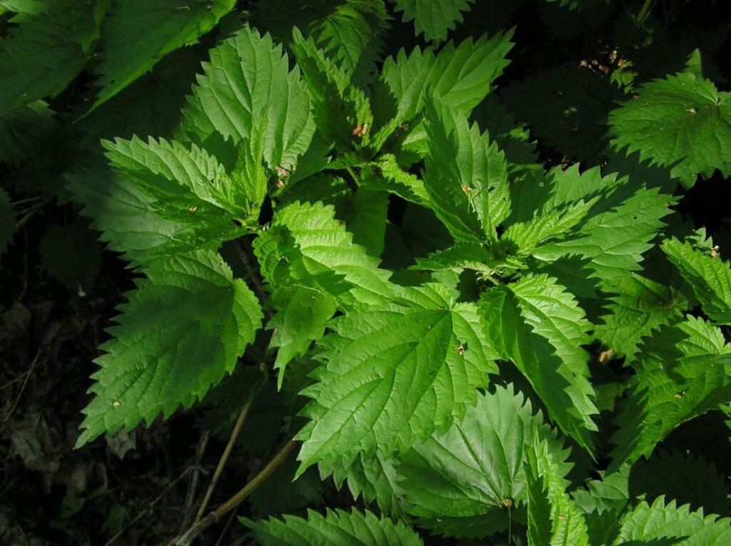 Nettle: what it looks like, where it grows, how it blooms, photo ...