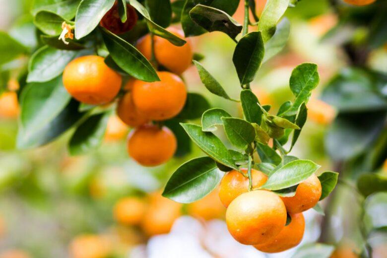 ¿Cuántos tipos de mandarinas hay: descripción, variedades con foto?