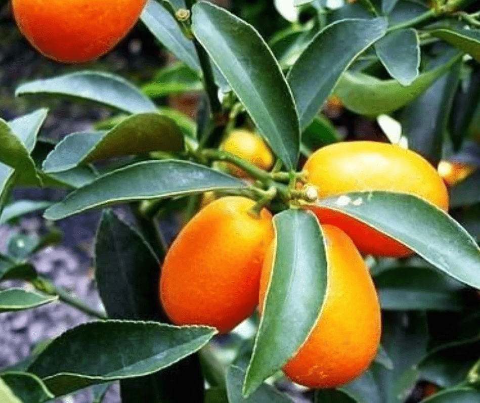 How many types of tangerines are there: description, varieties with photos