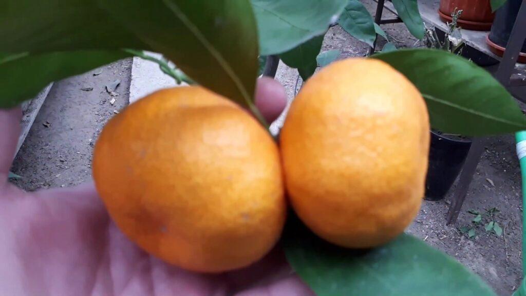 How many types of tangerines are there: description, varieties with photos