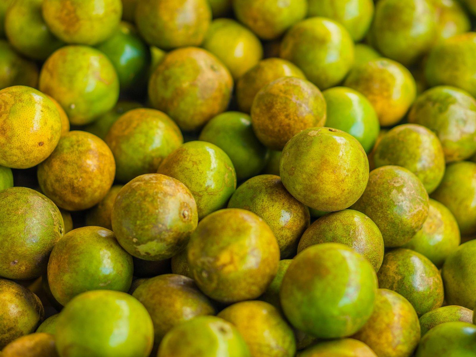 How many types of tangerines are there: description, varieties with photos