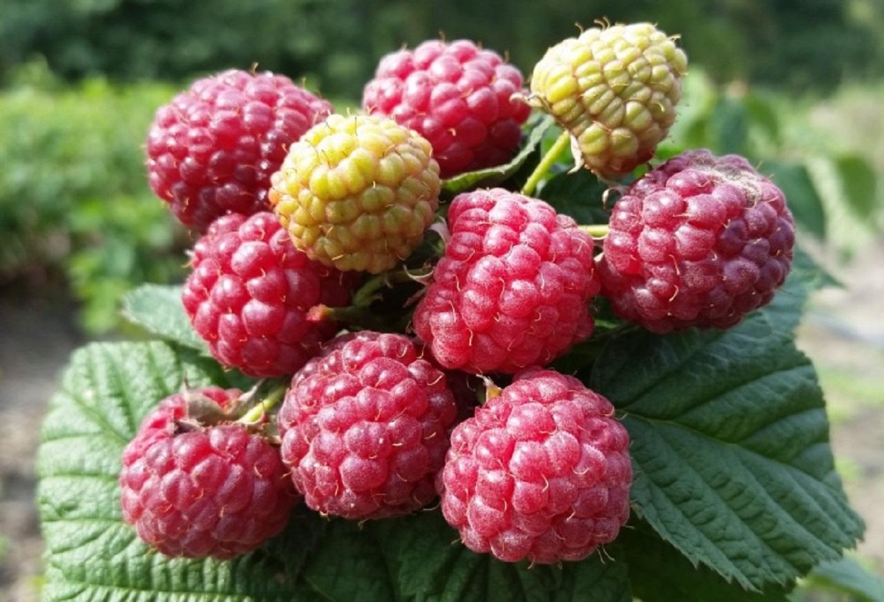 The largest varieties of raspberries with photos and descriptions