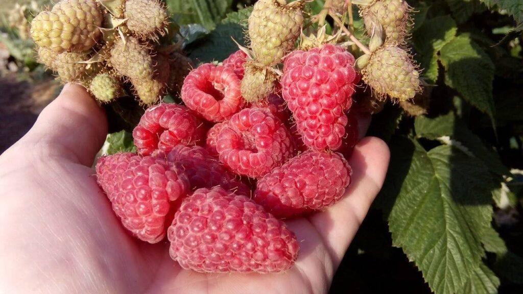 The largest varieties of raspberries with photos and descriptions