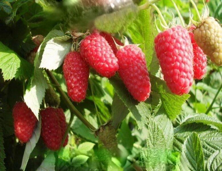 The largest varieties of raspberries with photos and descriptions