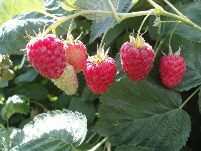The largest varieties of raspberries with photos and descriptions