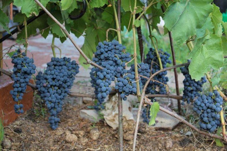 Uvas sem sementes: nomes das variedades, verdes, escuras, pretas ...