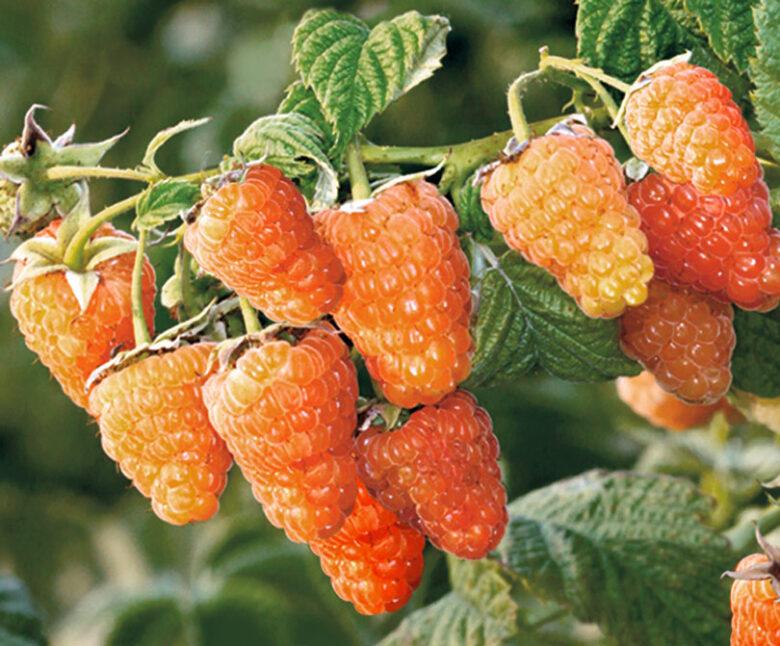 The largest varieties of raspberries with photos and descriptions