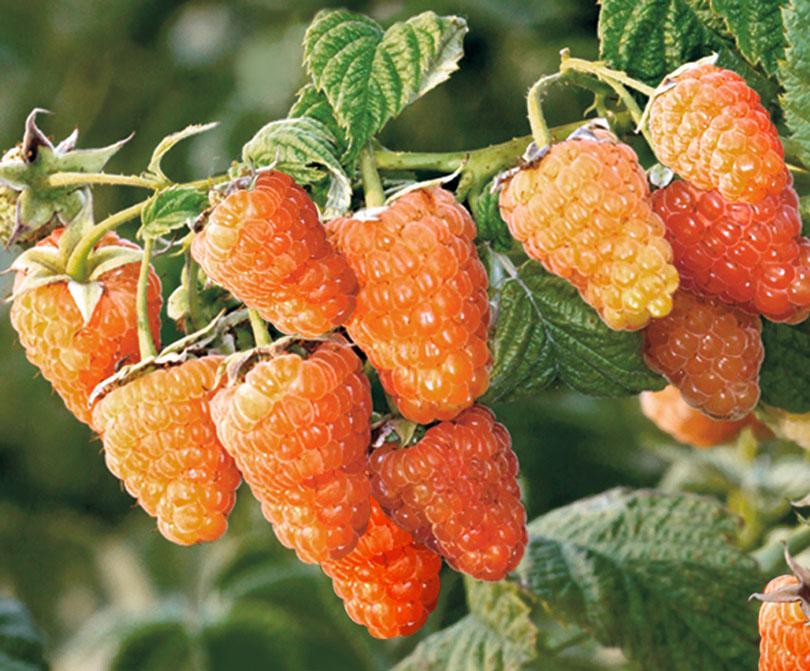 The largest varieties of raspberries with photos and descriptions