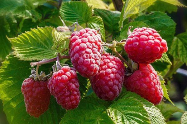 The largest varieties of raspberries with photos and descriptions