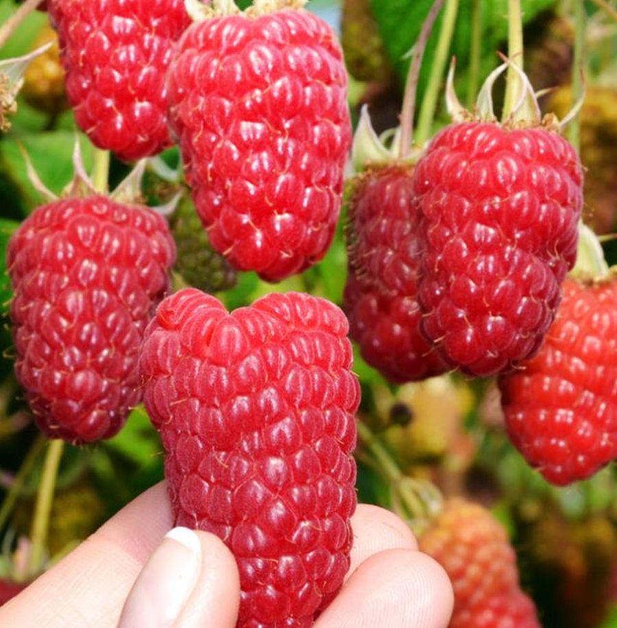 The largest varieties of raspberries with photos and descriptions