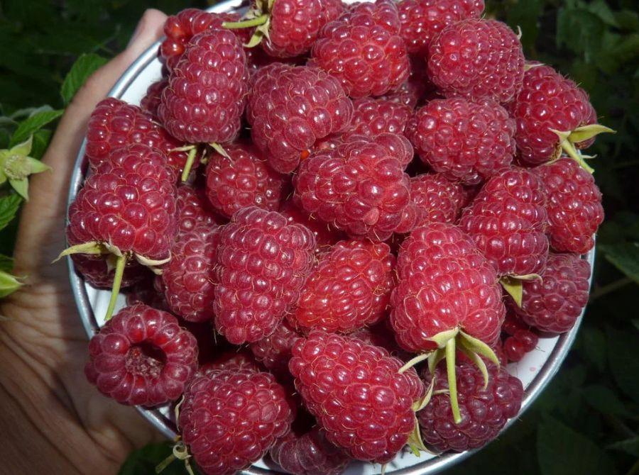 The largest varieties of raspberries with photos and descriptions