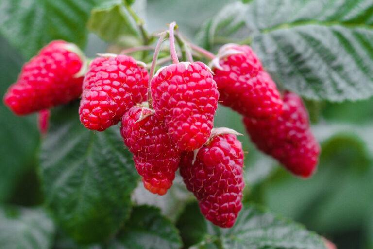 The largest varieties of raspberries with photos and descriptions