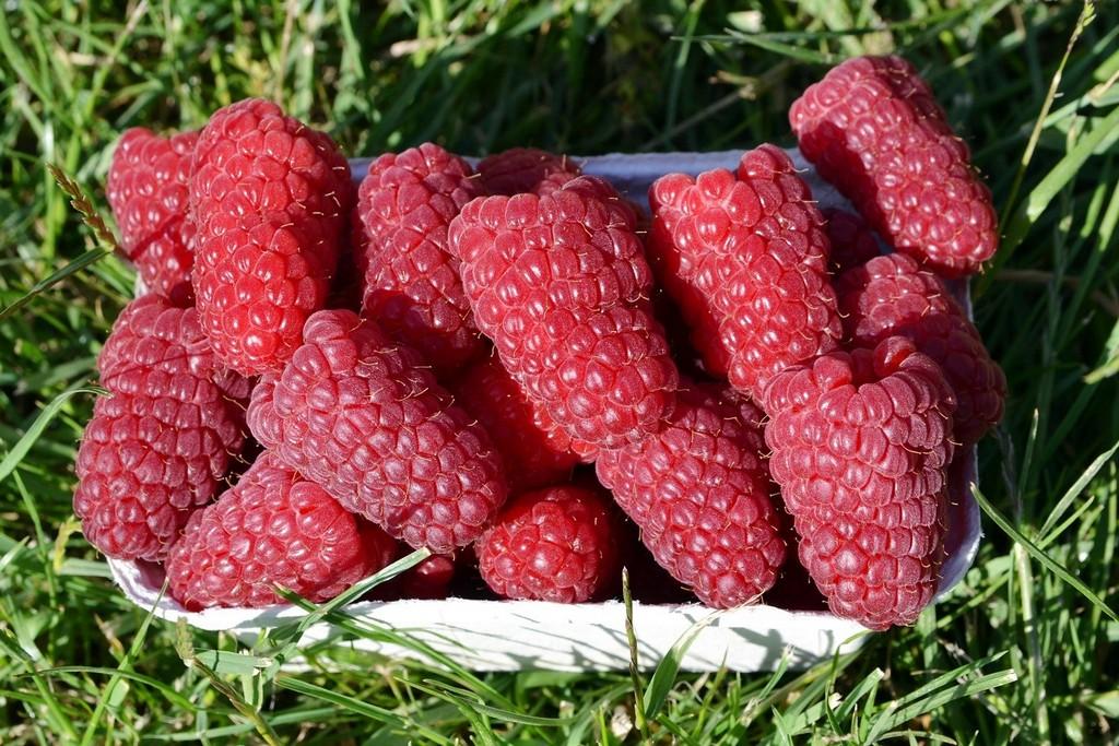 The largest varieties of raspberries with photos and descriptions