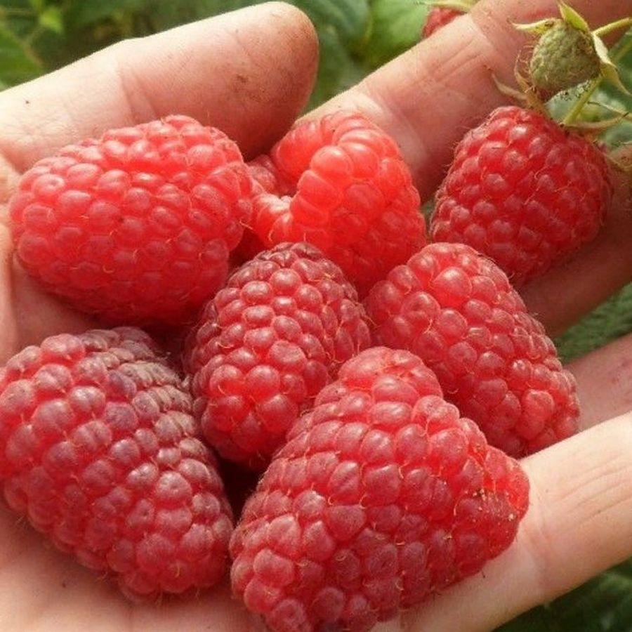 The largest varieties of raspberries with photos and descriptions