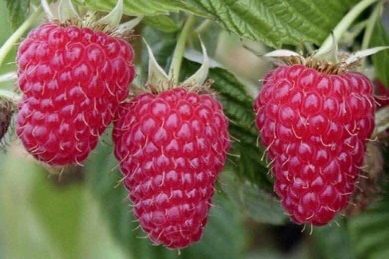 The largest varieties of raspberries with photos and descriptions