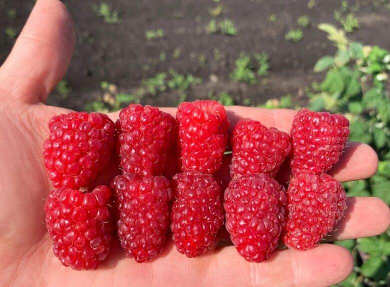 The largest varieties of raspberries with photos and descriptions