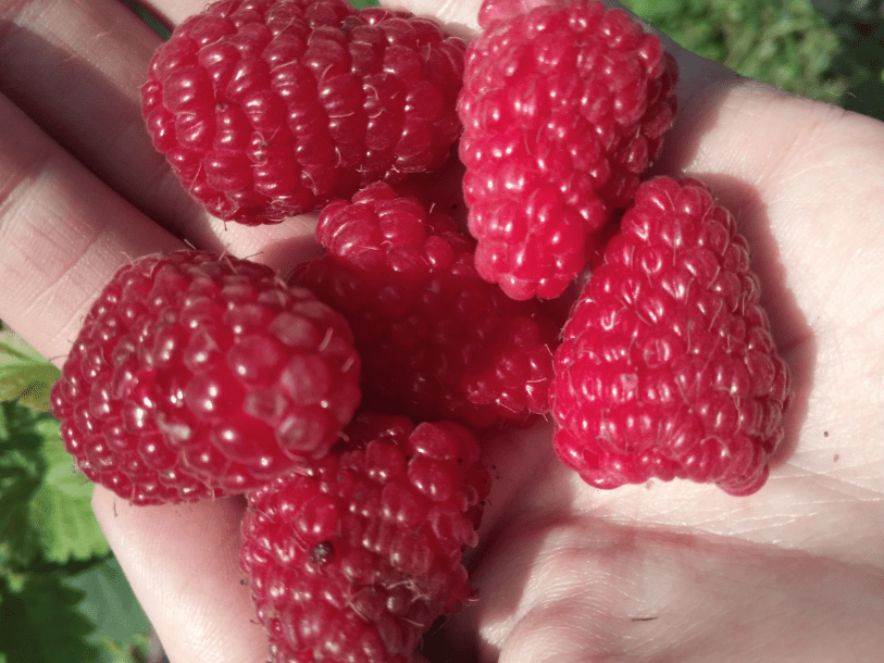 The largest varieties of raspberries with photos and descriptions