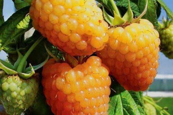 The largest varieties of raspberries with photos and descriptions