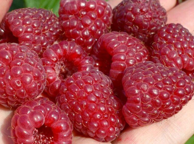 The largest varieties of raspberries with photos and descriptions