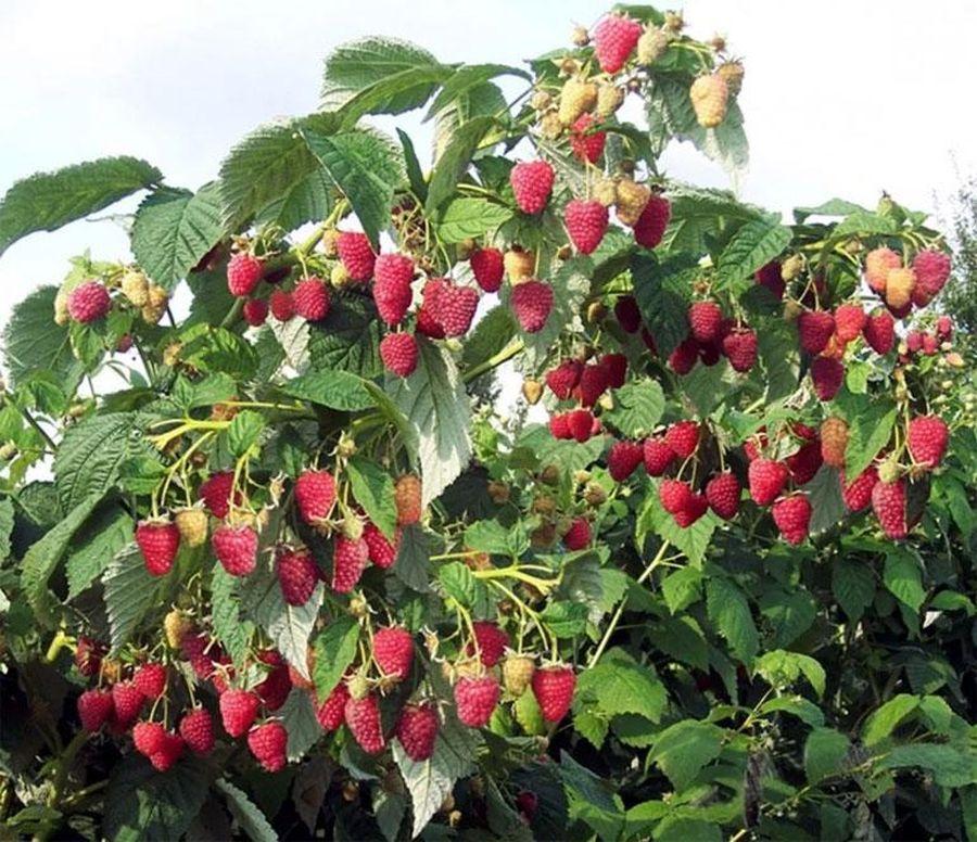 The largest varieties of raspberries with photos and descriptions