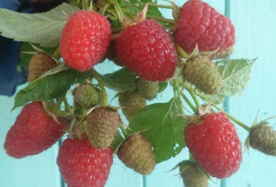 The largest varieties of raspberries with photos and descriptions
