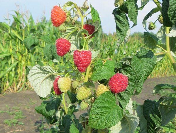 The largest varieties of raspberries with photos and descriptions