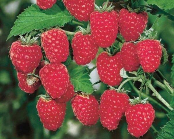 The largest varieties of raspberries with photos and descriptions