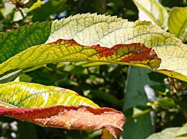 Apple tree chlorosis: causes and treatment, photos, description