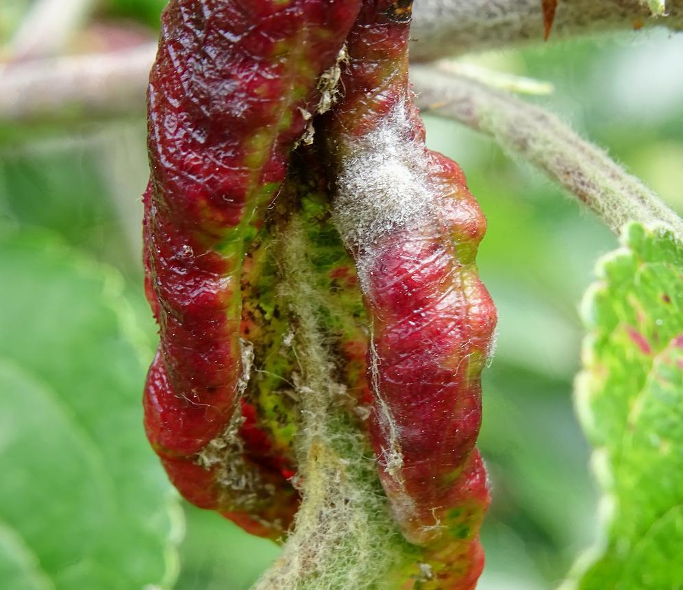 Les feuilles du pommier deviennent rouges et s'enroulent : que traiter ...