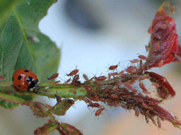 Les feuilles du pommier deviennent rouges et s'enroulent : que traiter ...