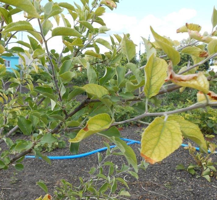 Apple tree chlorosis: causes and treatment, photos, description