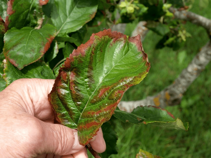 Les feuilles du pommier deviennent rouges et s'enroulent : que traiter ...