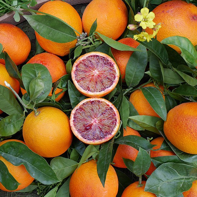 Types of oranges: photos with names and descriptions