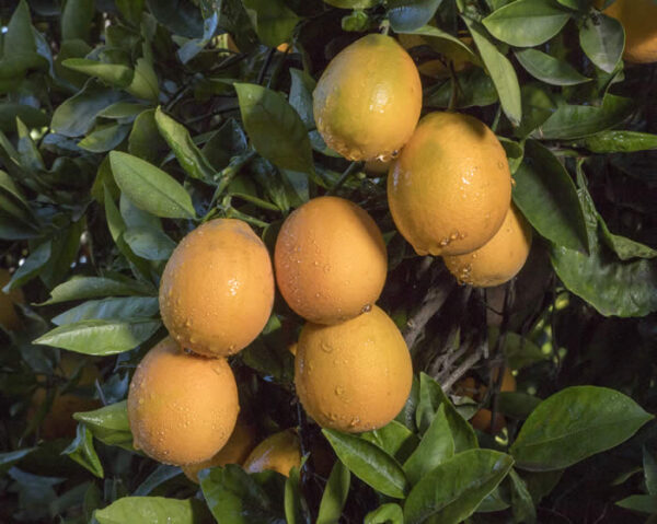 Orangenarten: Fotos mit Namen und Beschreibungen