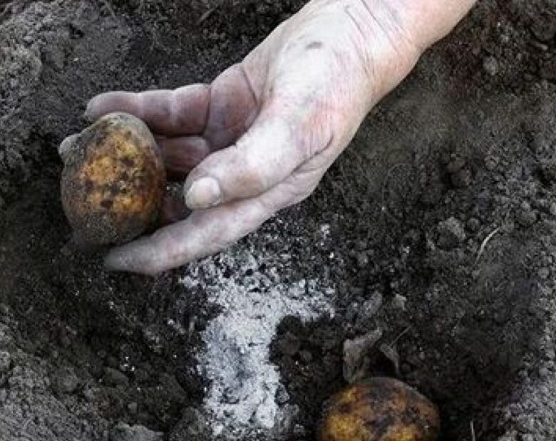 Ash when planting potatoes: why it is added, benefits and harm