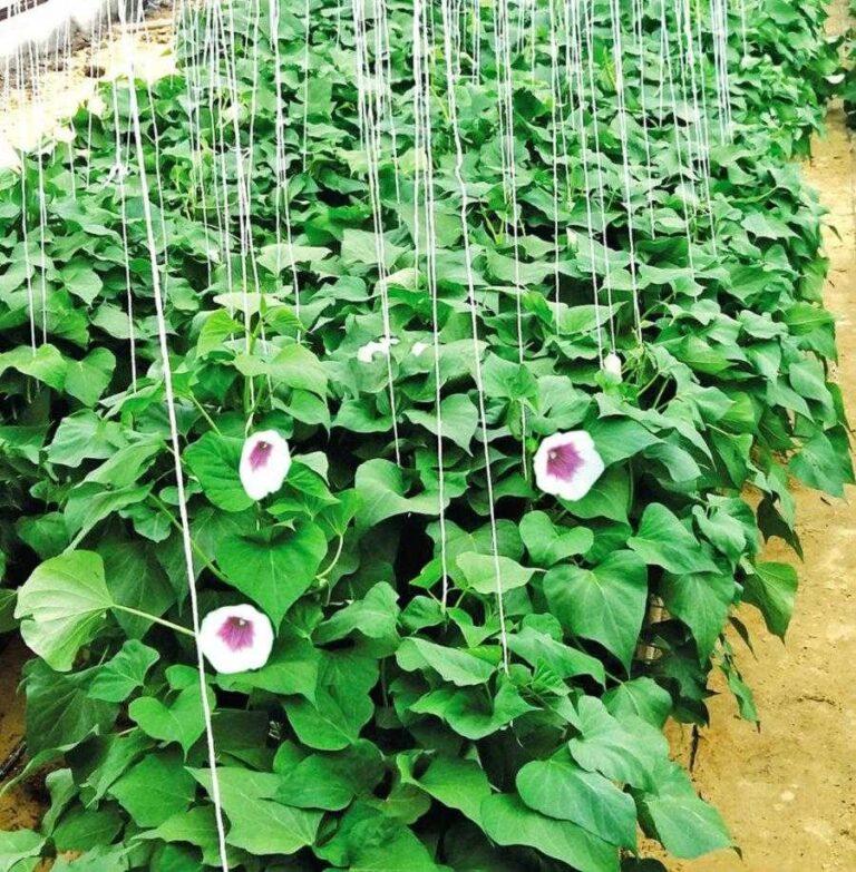 Batata: qué tipo de verdura es, fotos, beneficios y daños para la salud ...