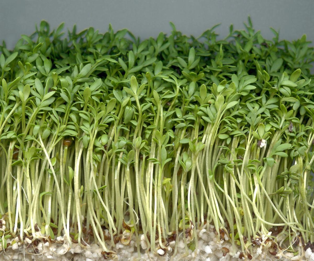 Watercress: mga benepisyo at pinsala, mga larawan, mga varieties ...