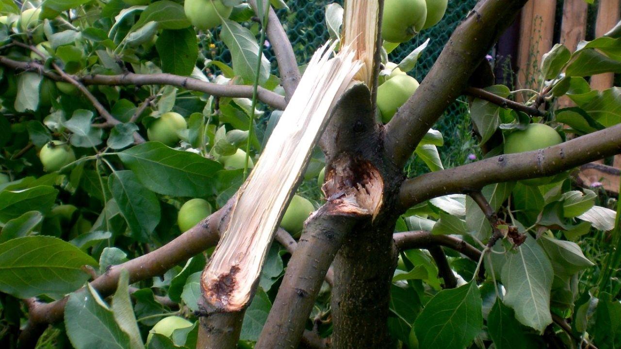 A branch of an apple tree is broken: what to do, how to restore it, how ...