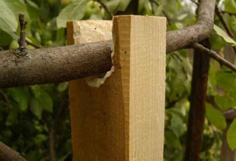 A branch of an apple tree is broken: what to do, how to restore it, how ...