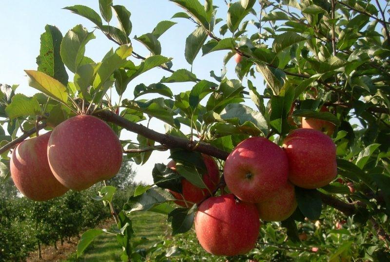 Jonagold-Apfelbaum: Beschreibung, Fotos, Gärtnerbewertungen, Bestäuber ...
